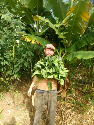 Syntropic Agroforestry Course - Grounded